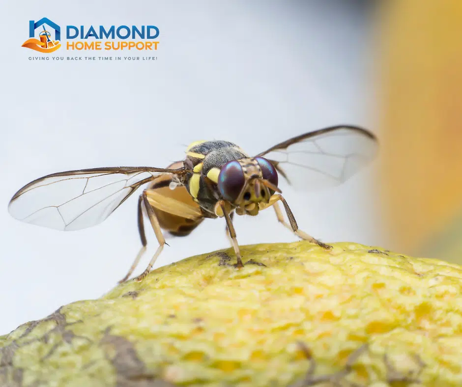 How To Get Rid Of Fruit Flies From Your Kitchen